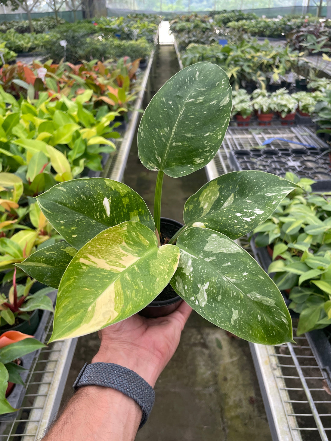 Philodendron 'Congo Nuclear' – Cosmic Nursery