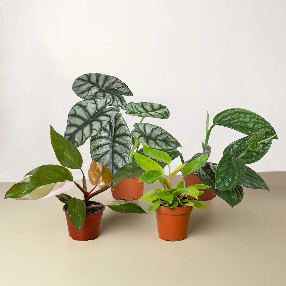 Rare Plant Bundle – Cosmic Nursery